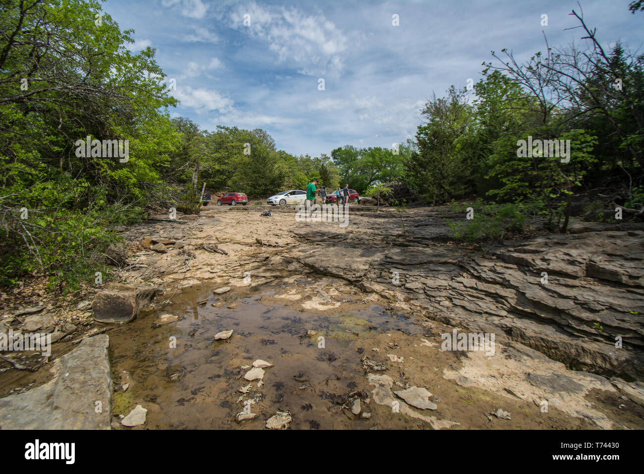 American Toad (Anaxyrus americanus) from Chatauqua County, Kansas, USA ...