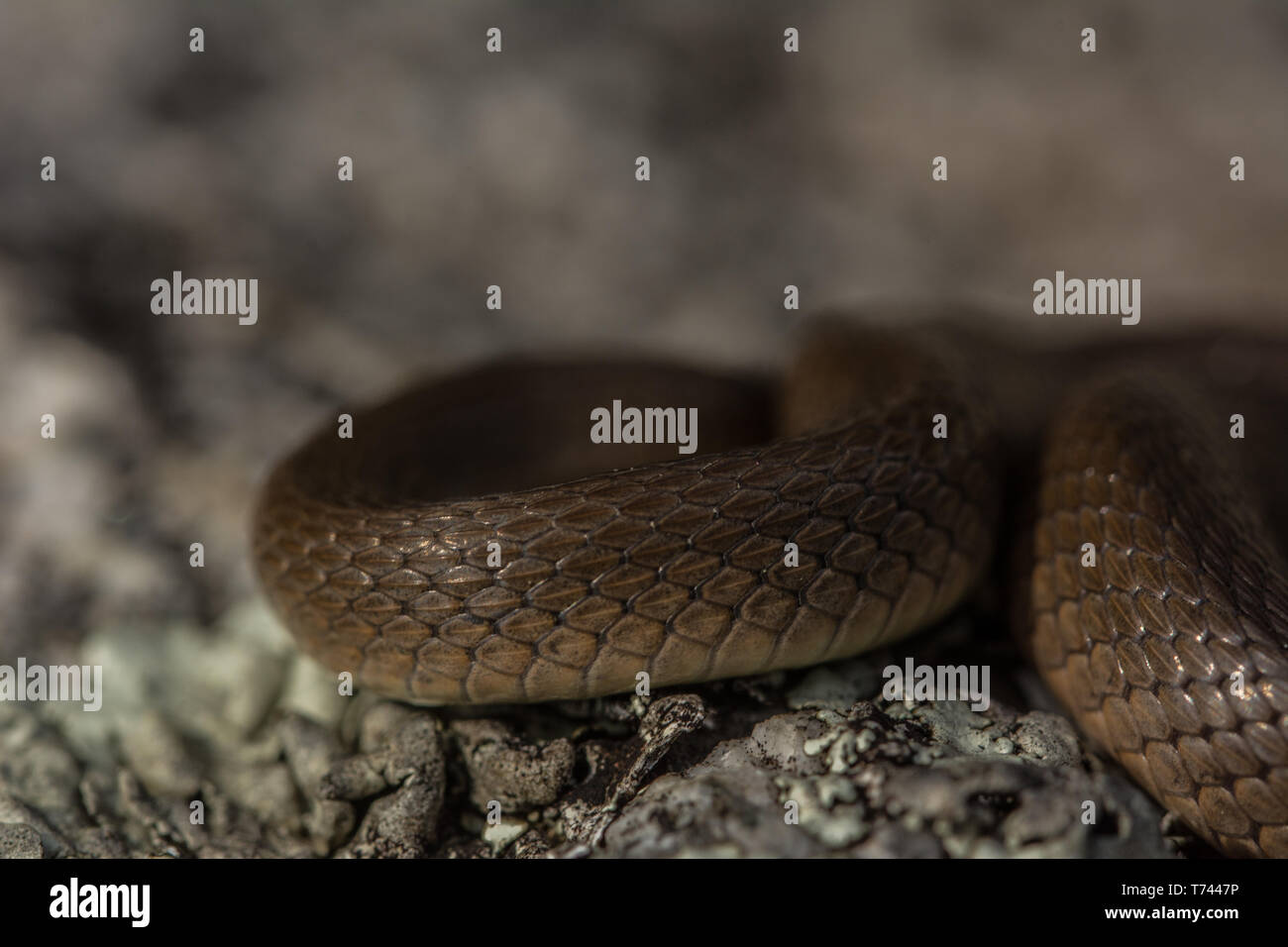 Rough earth snake hi-res stock photography and images - Alamy