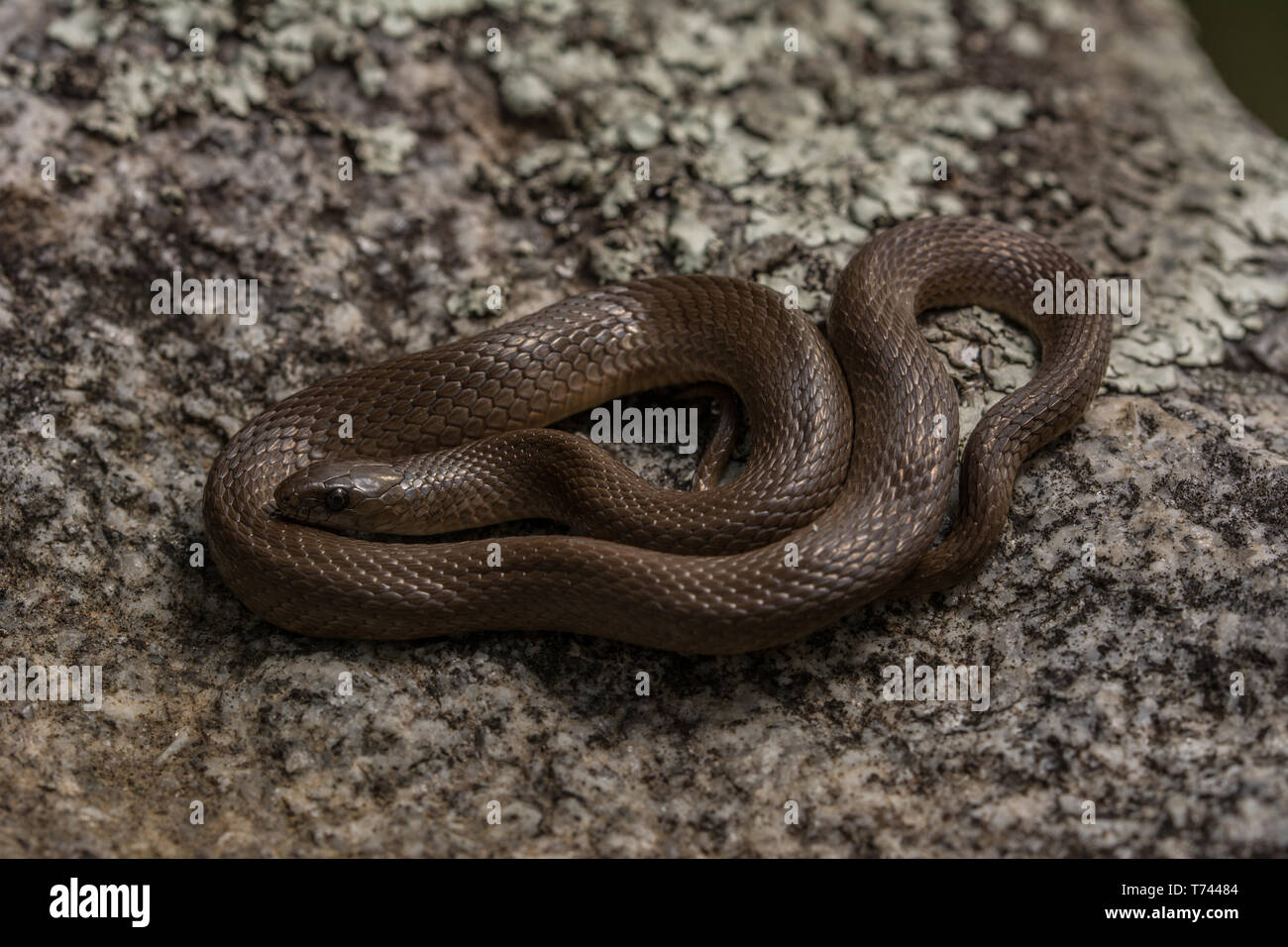 Rough Earth Snake Belly