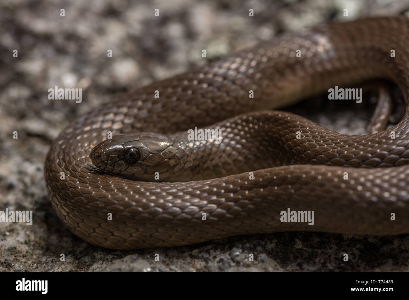 Haldea hi-res stock photography and images - Alamy