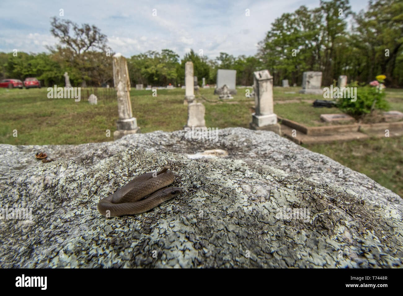 Haldea hi-res stock photography and images - Alamy