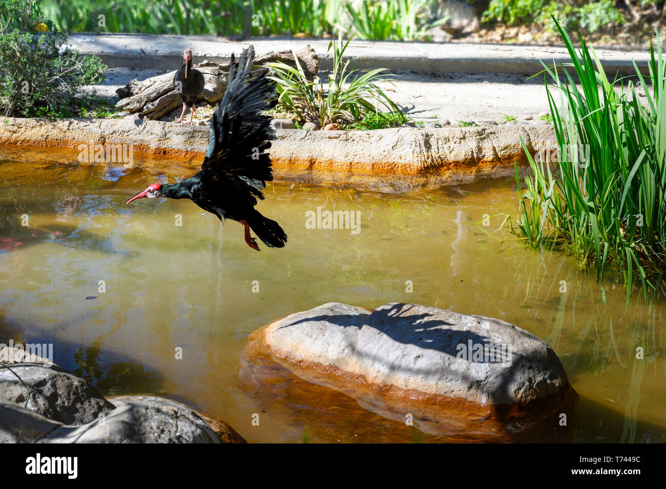 southern bald ibis, Geronticus calvus, flying over water Stock Photo ...
