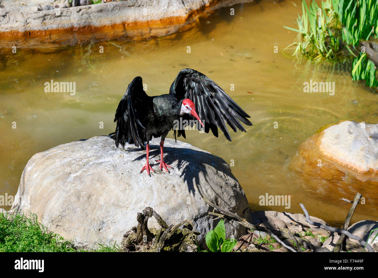 southern bald ibis, Geronticus calvus, wings spread, standing on rock ...