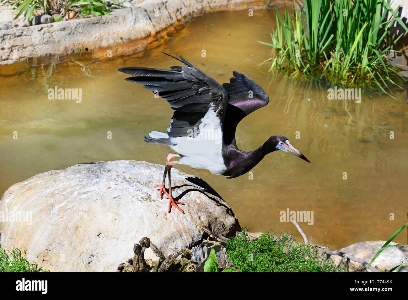 Black bill with red underpart hi-res stock photography and images - Alamy