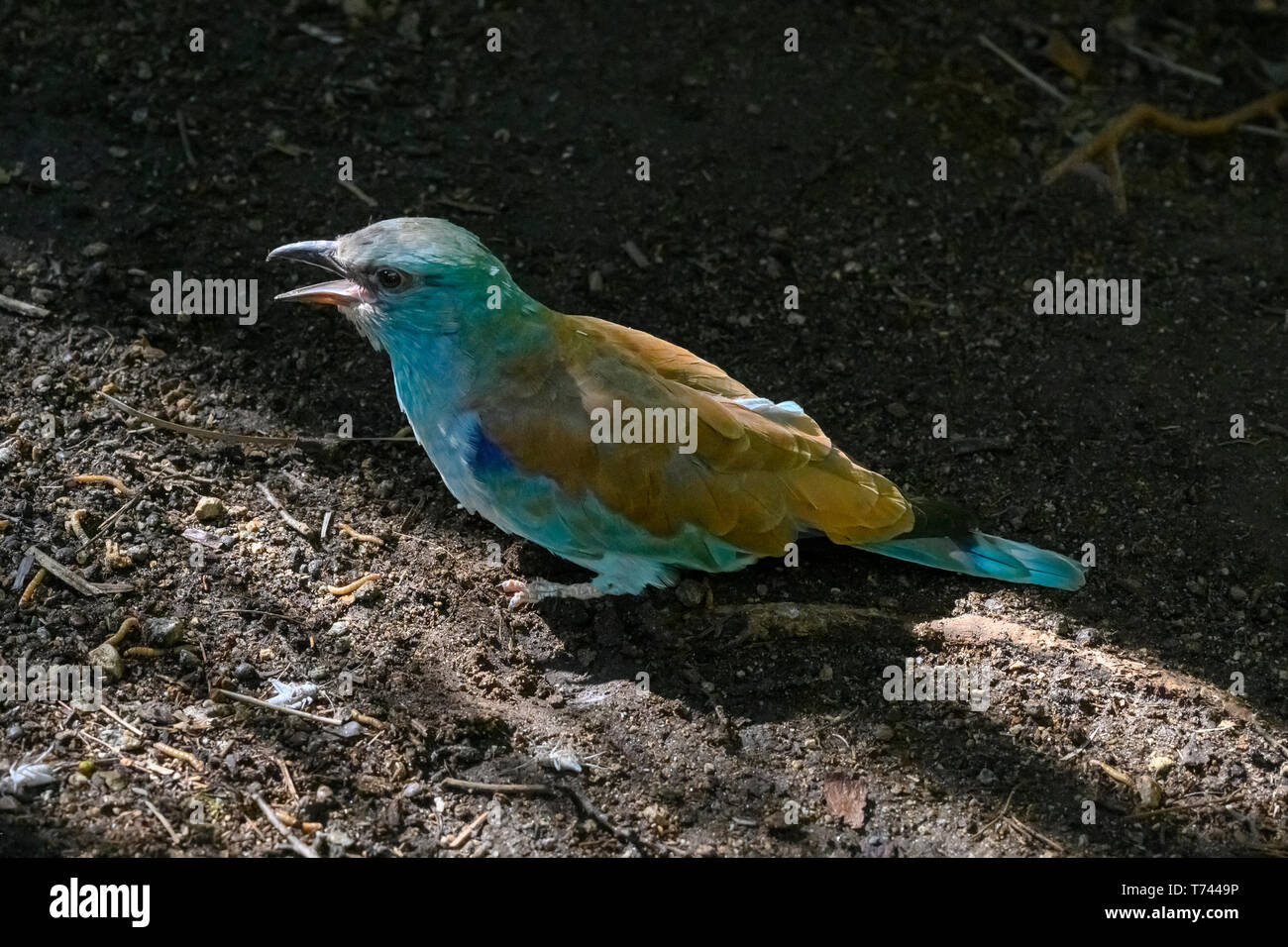 European roller bird (Coracias garrulus) mouth open, walking on ground ...