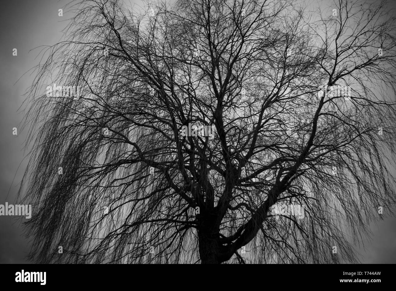 Monochromatic colors hi-res stock photography and images - Alamy