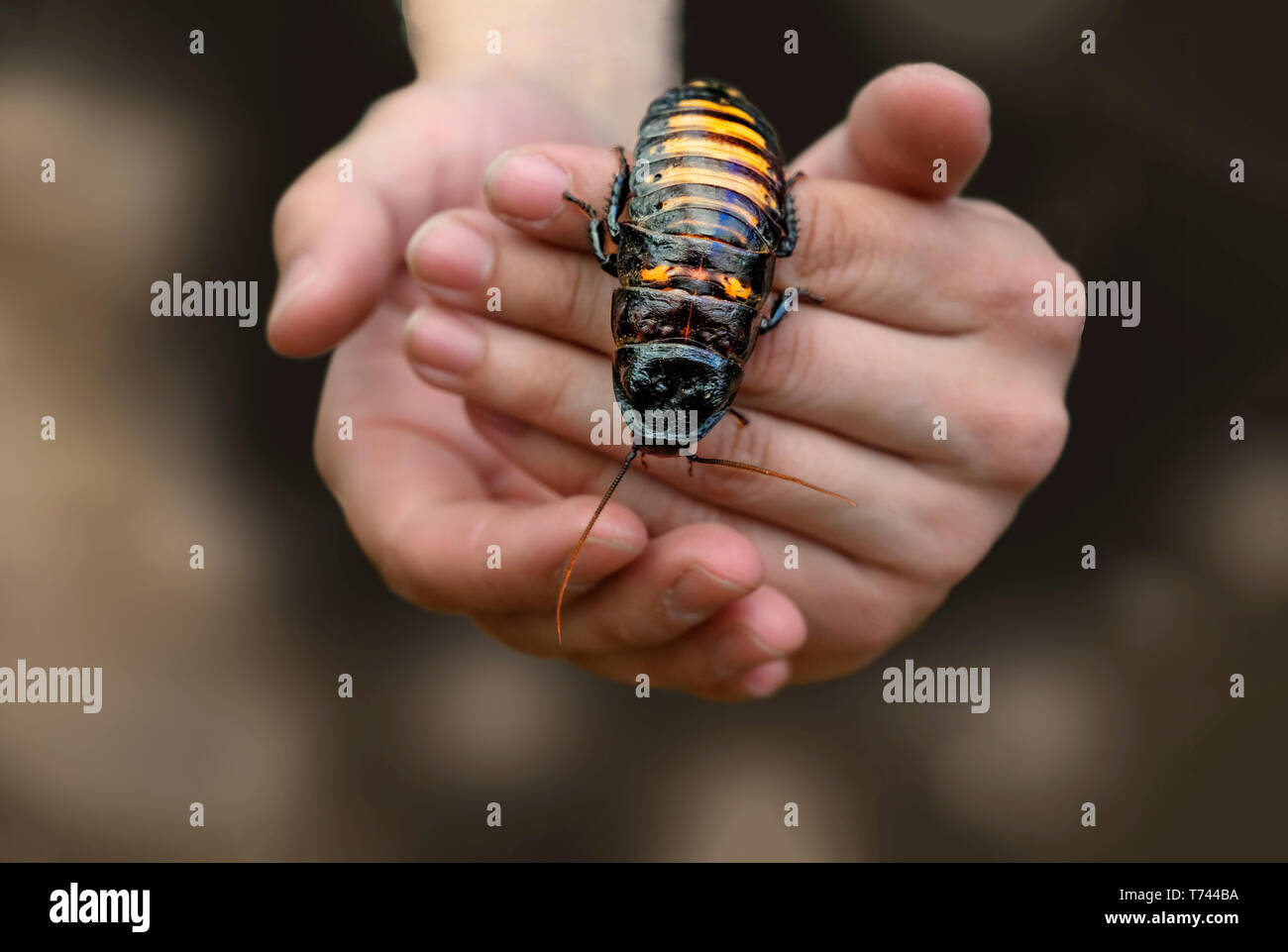 Madagascar Hissing Cockroach Hand High Resolution Stock Photography and ...