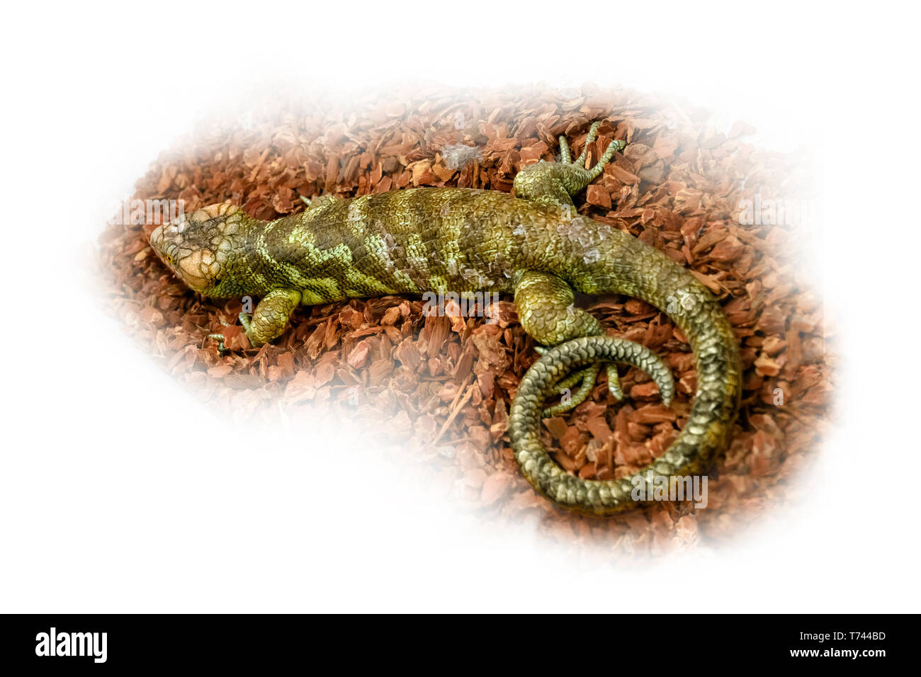 Solomon Islands skink (Corucia zebrata), also known as prehensile ...