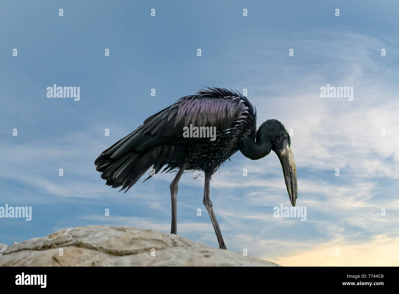 African openbill stork (Anastomus lamelligerus) standing on rock, sky ...