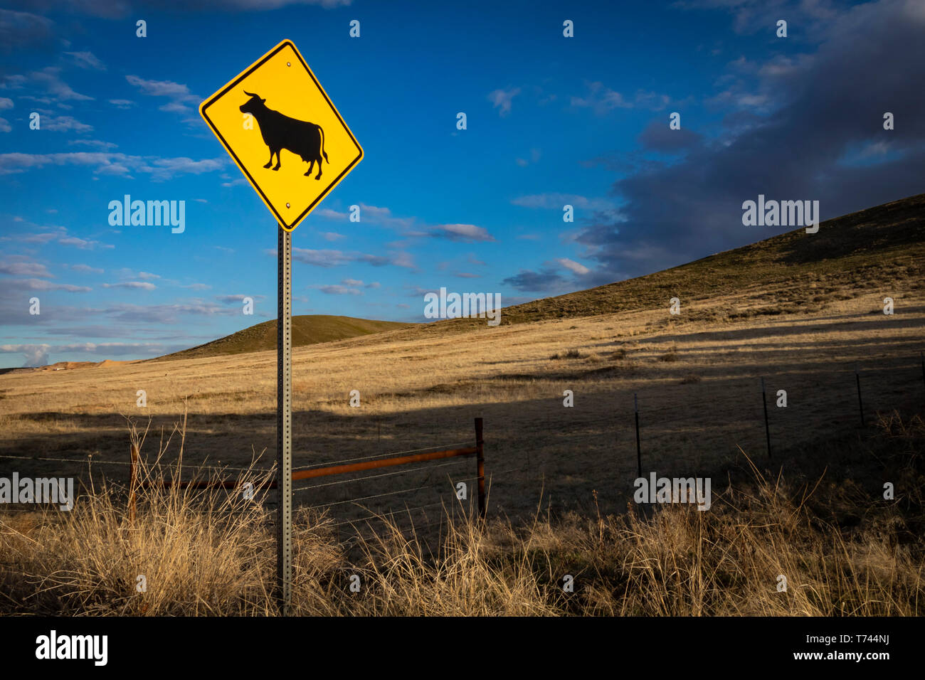Cattle crossing sign hi-res stock photography and images - Alamy