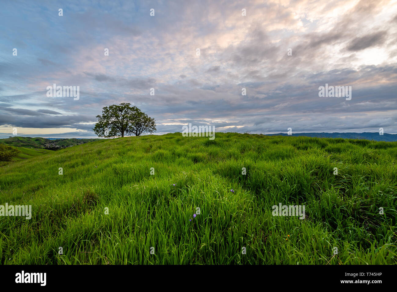Sunset over Mount Diablo State Park Stock Photo - Alamy