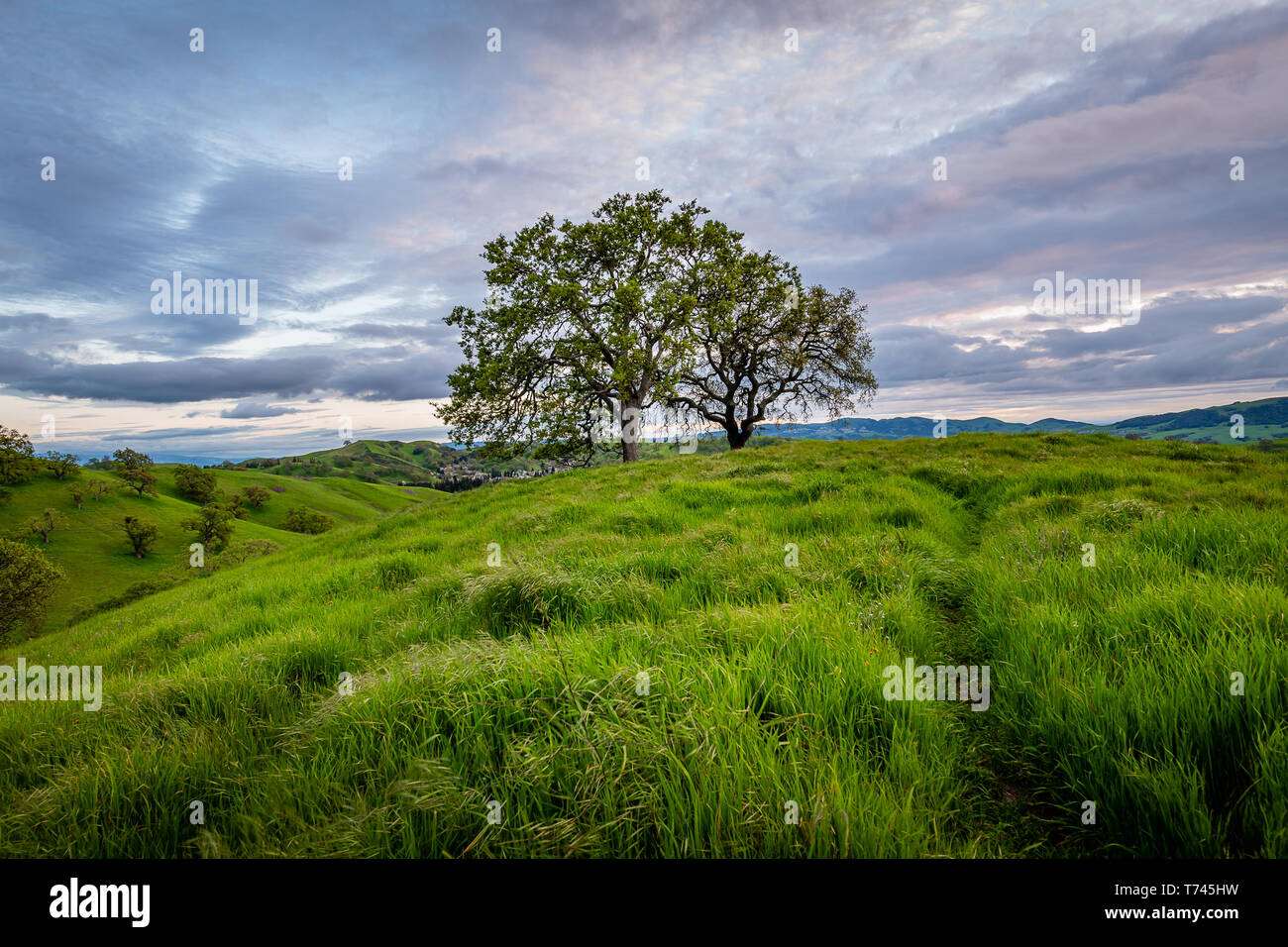 Sunset over Mount Diablo State Park Stock Photo - Alamy