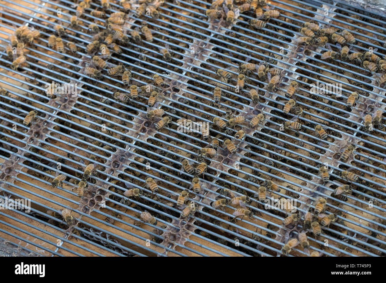 Honey Bee Hive Stock Photo - Alamy
