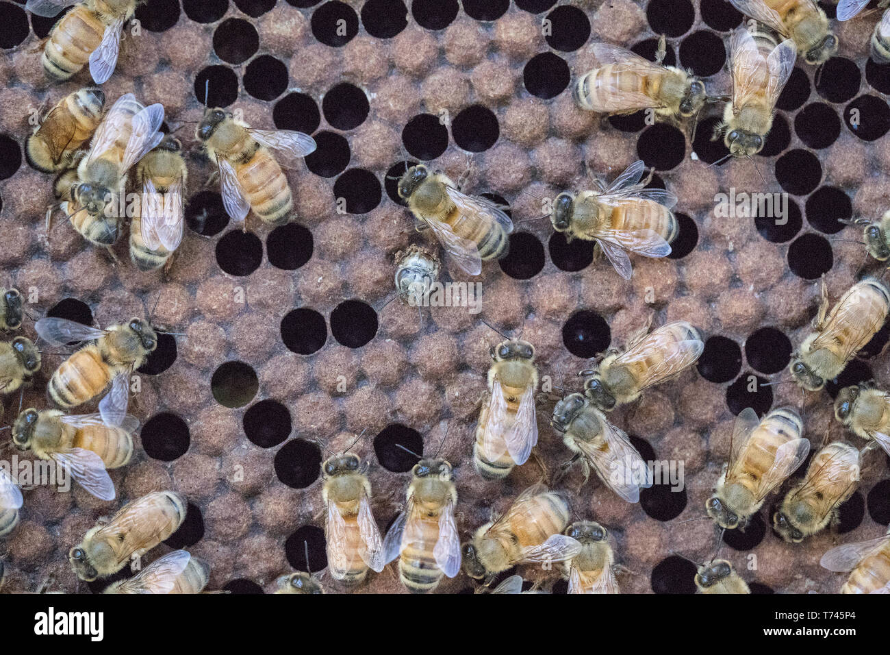 Honey Bee Hive Stock Photo - Alamy