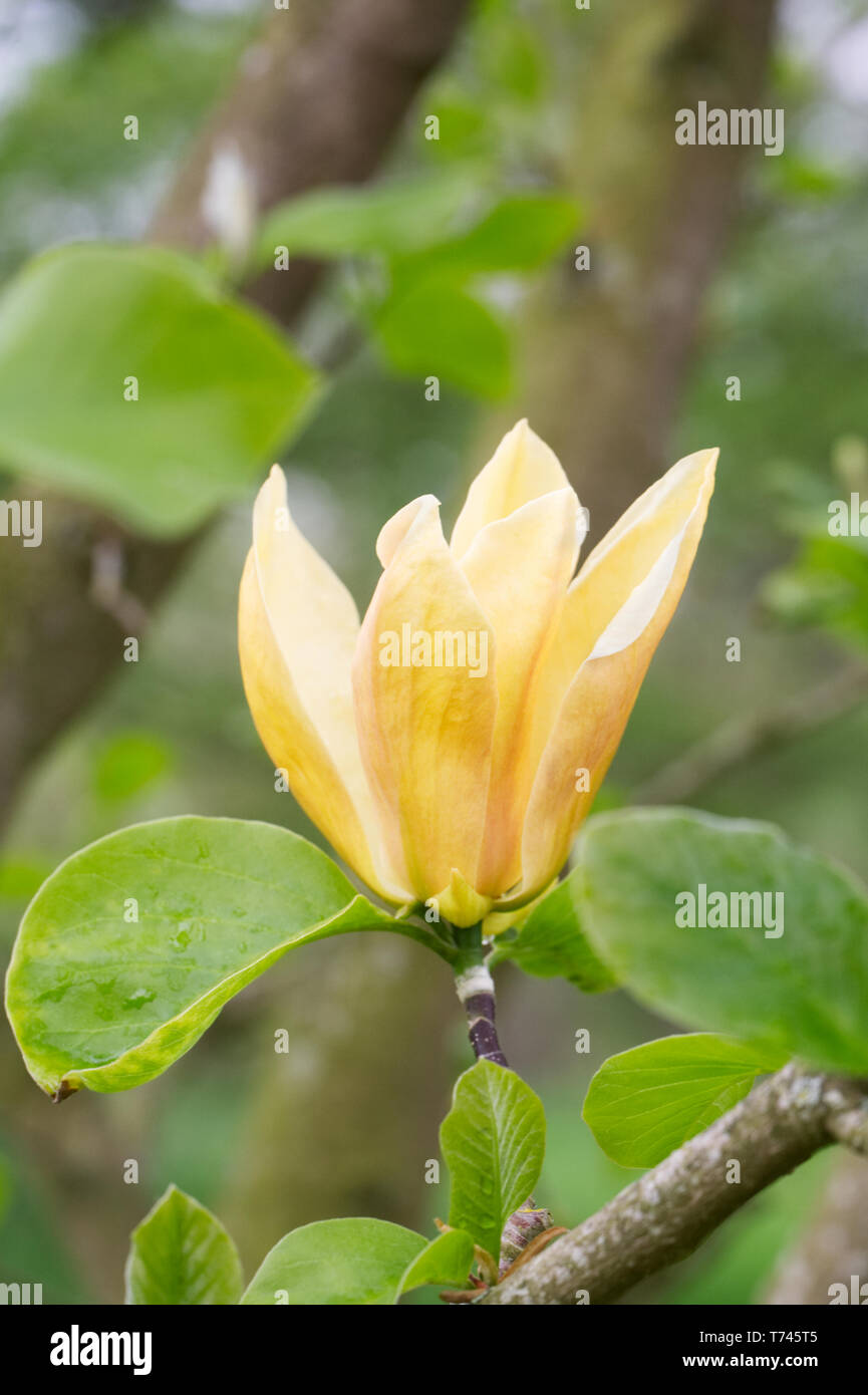 Magnolia 'Judy Zuk' flower Stock Photo - Alamy