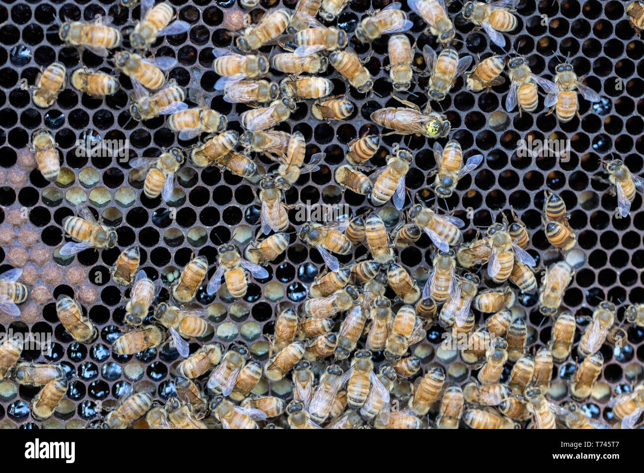 Honey Bee Hive Stock Photo - Alamy