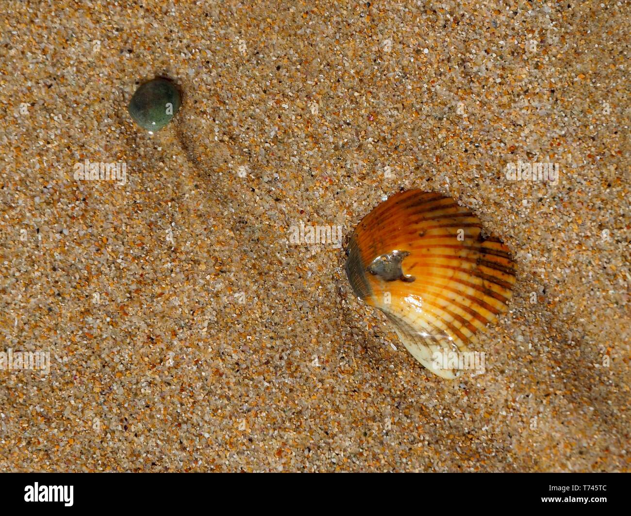 Australian seashells hi-res stock photography and images - Alamy