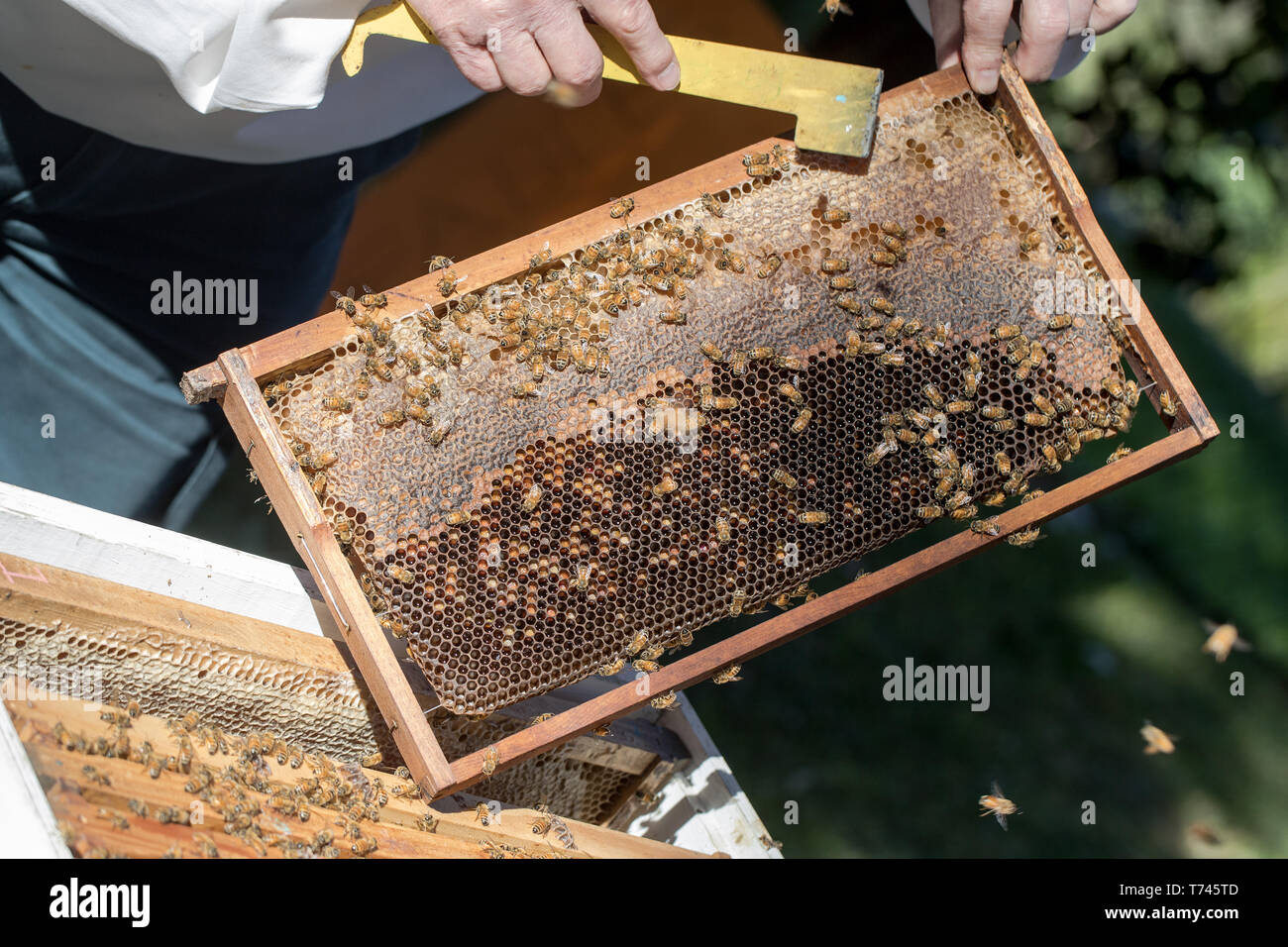 Honey Bee Hive Stock Photo - Alamy