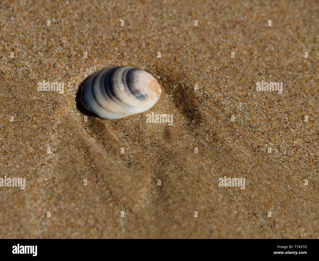 Australian seashells hi-res stock photography and images - Alamy