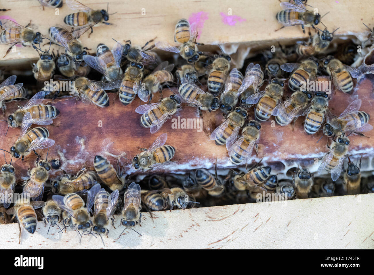 Honey Bee Hive Stock Photo - Alamy