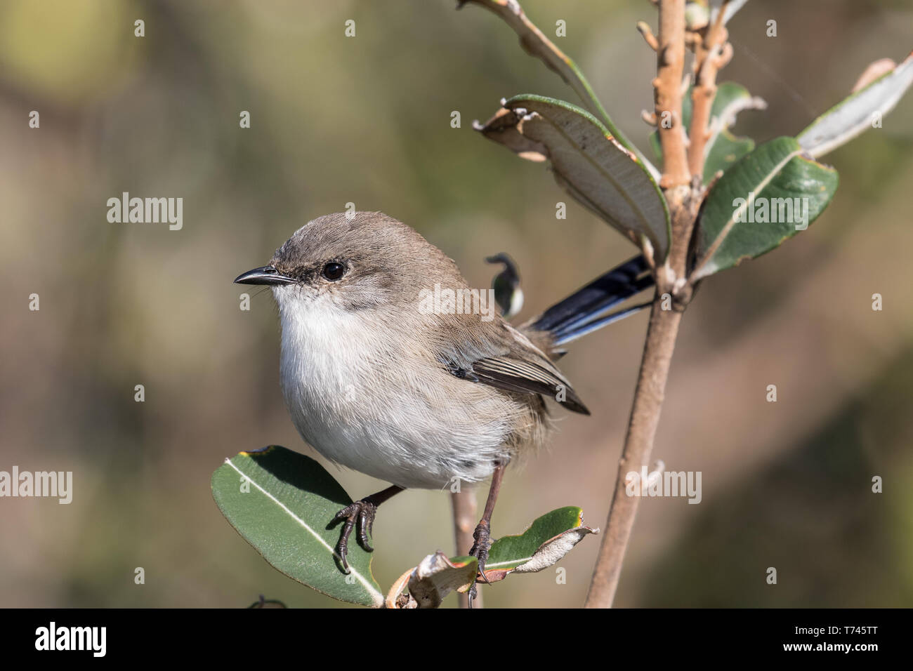 Superb Fairy Wren Stock Photo - Alamy
