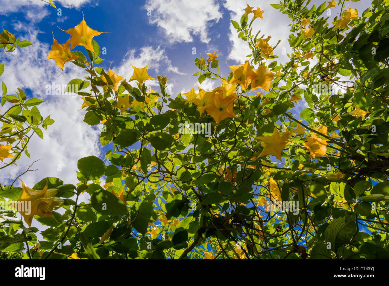 Reunion island tropical flower hi-res stock photography and images - Alamy