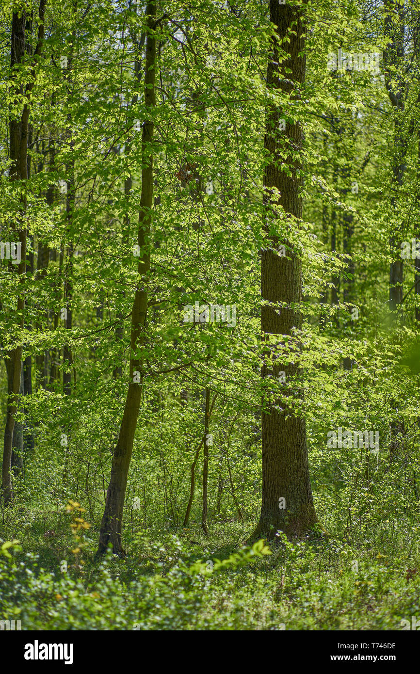 Central european deciduous forest in the spring Stock Photo - Alamy