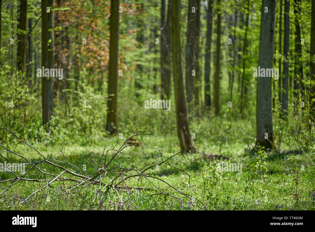 Central european deciduous forest in the spring Stock Photo - Alamy