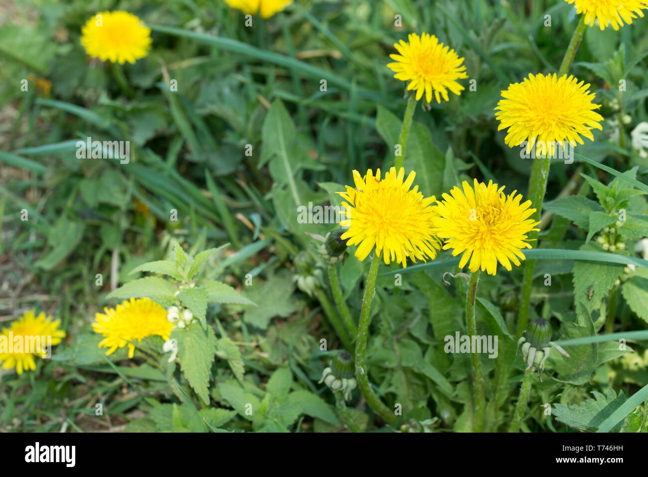 Dandelion top flowers hi-res stock photography and images - Alamy