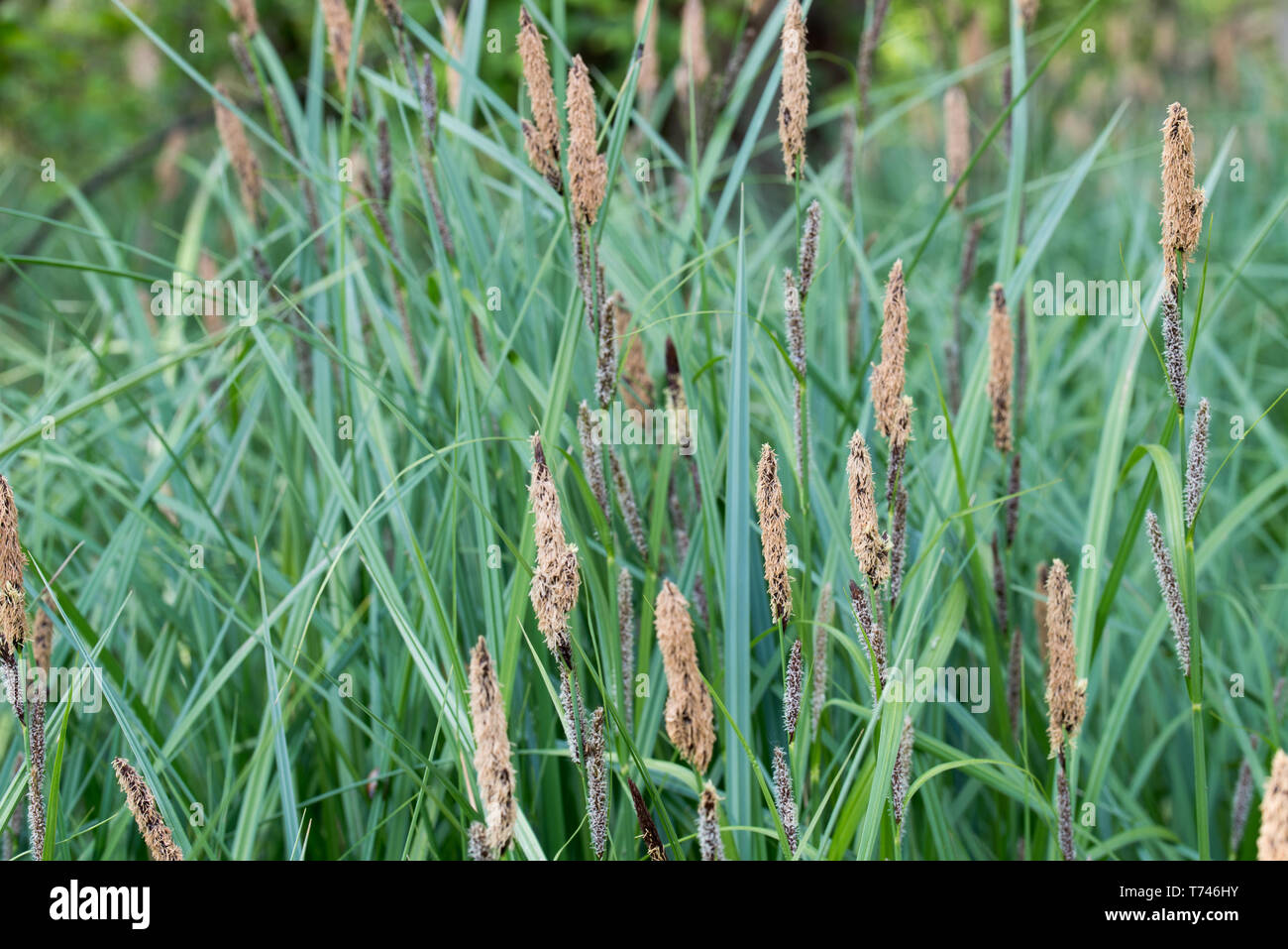 Carex grass hi-res stock photography and images - Alamy
