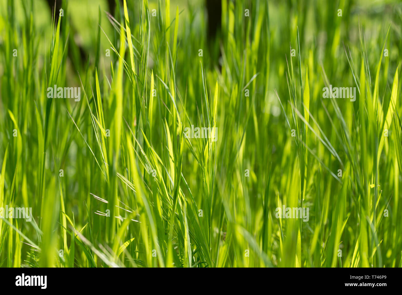 Grass blades hi-res stock photography and images - Alamy