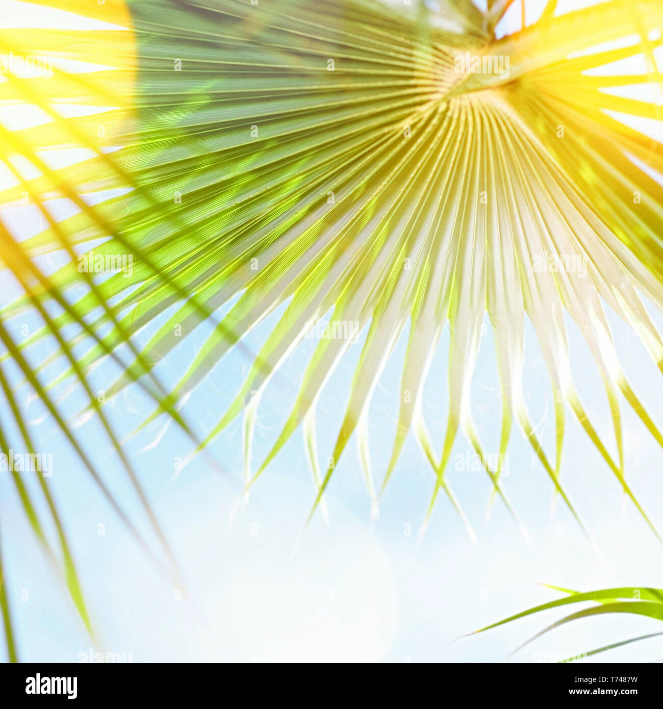 Summer vacation, beautiful nature and travel concept - Tropical palms ...
