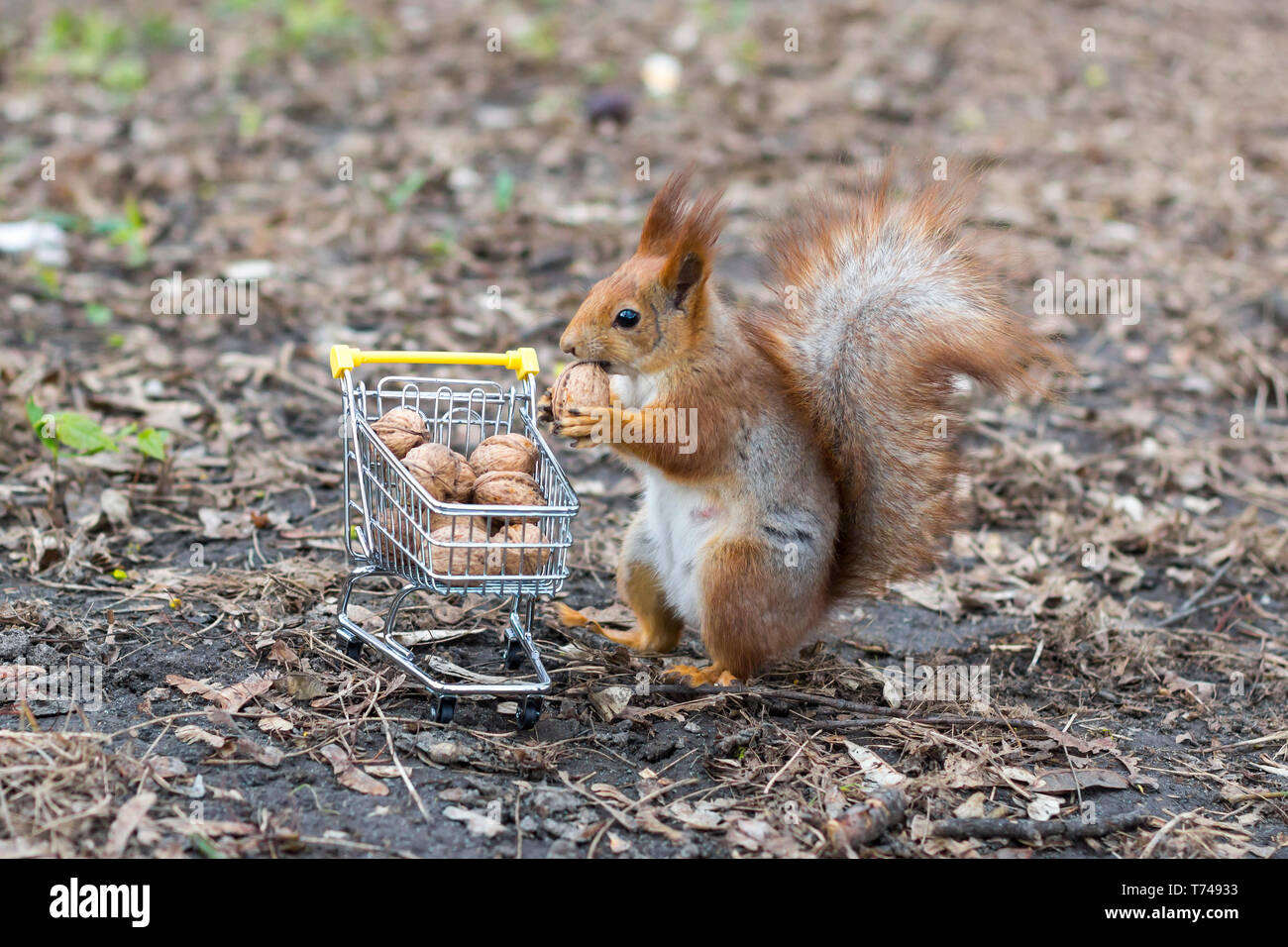 Full Squirrel High Resolution Stock Photography and Images - Alamy