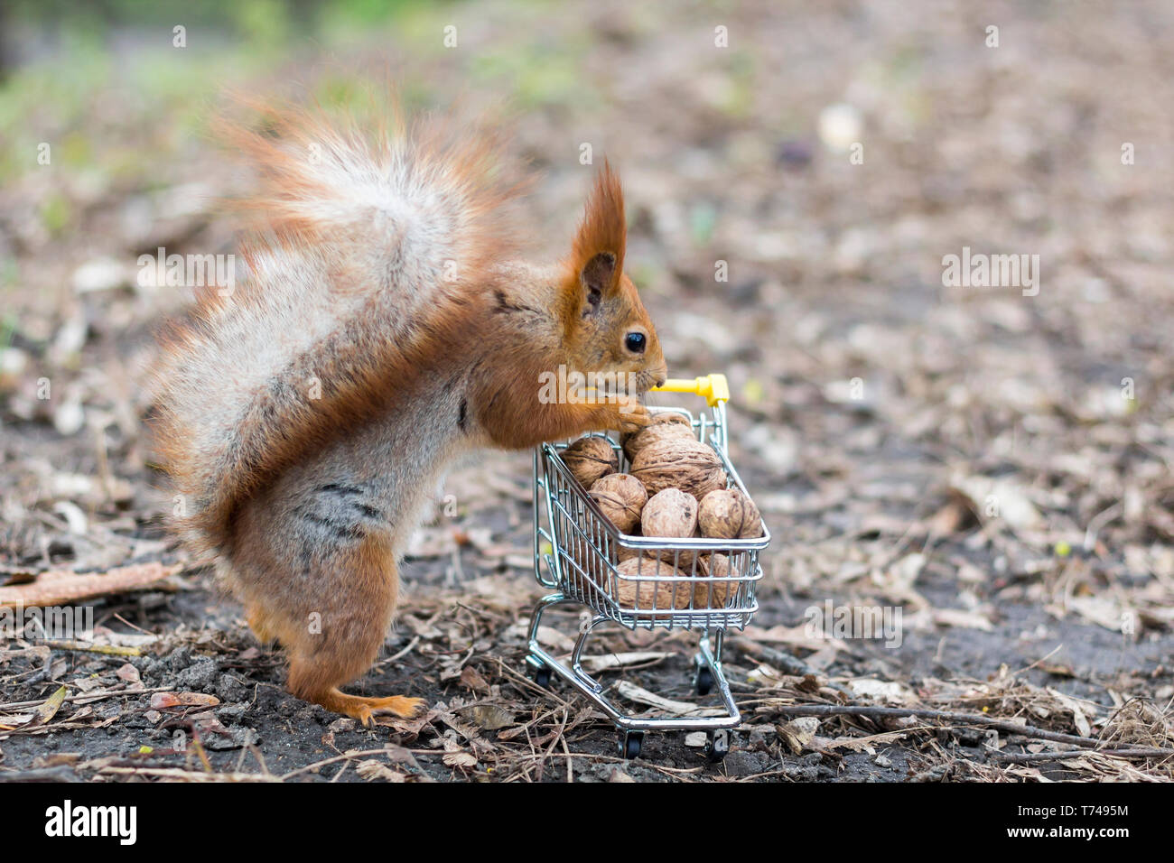 Red squirrel does shopping with the small shopping cart full of walnuts ...