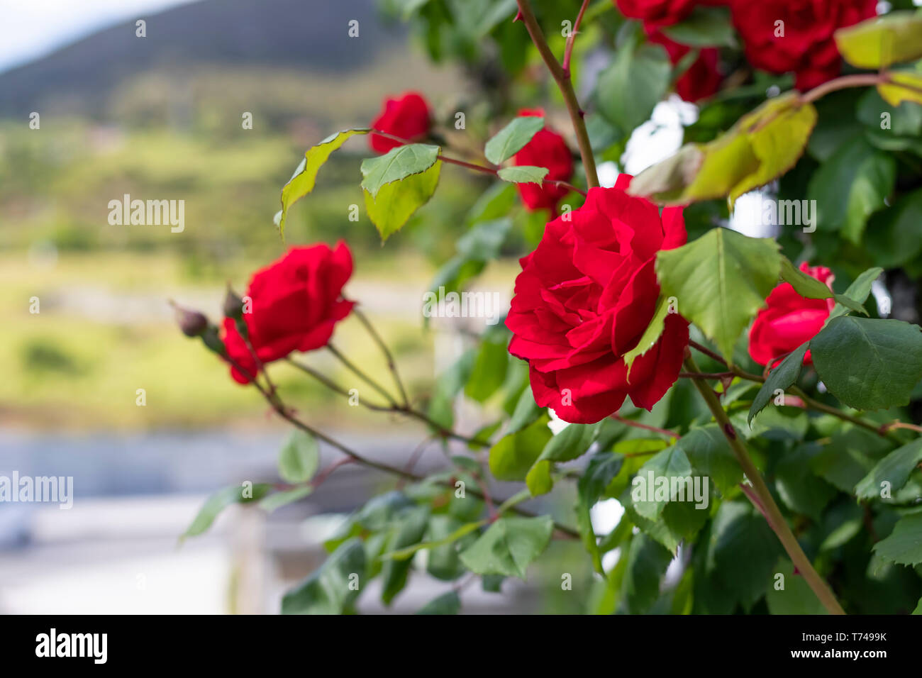Red fresh flowers of roses on a bush in the garden against the backdrop ...