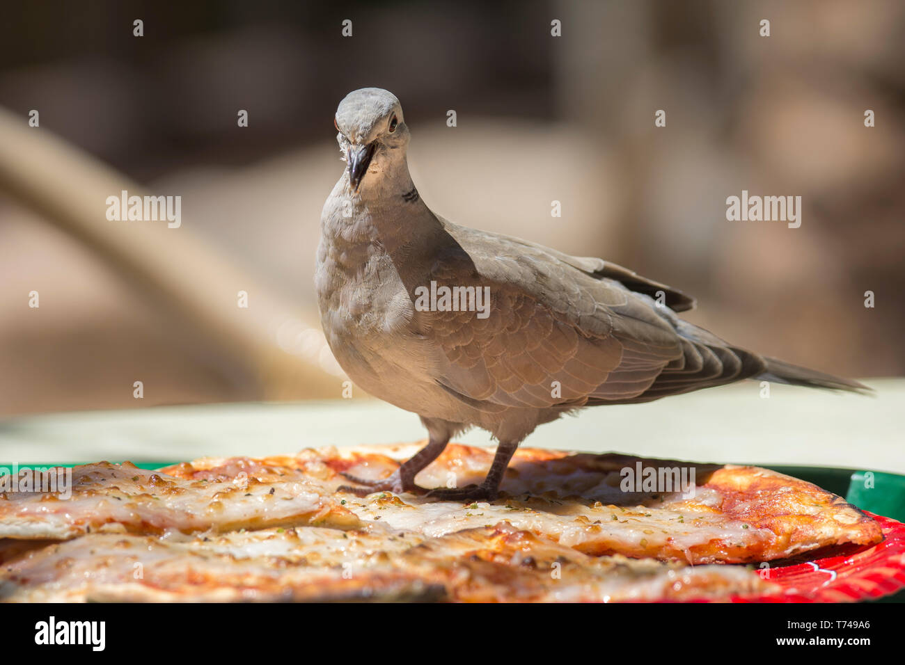 Collared dove eating pizza, (Streptopelia decaocto Stock Photo - Alamy