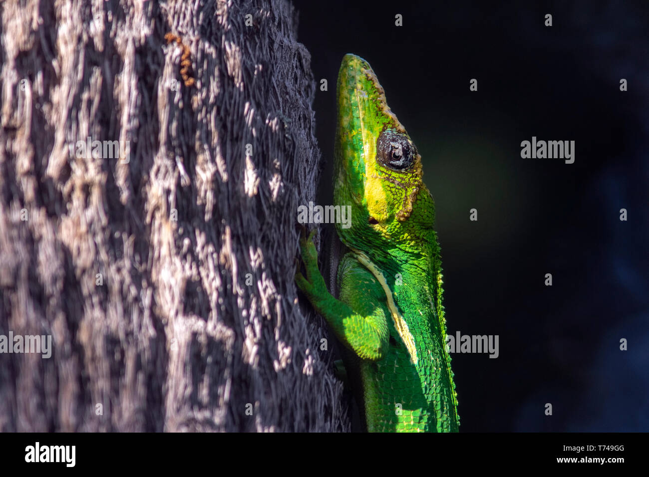 Knight anole (Anolis equestris) or Cuban kight anole - Green Cay ...