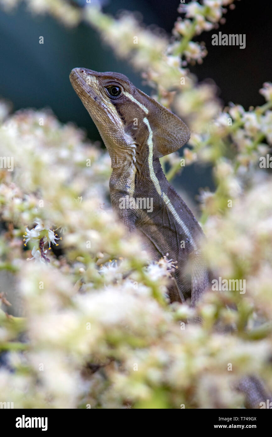 Juvenile Brown basilisk (Basiliscus vittatus) - Green Cay Wetlands ...