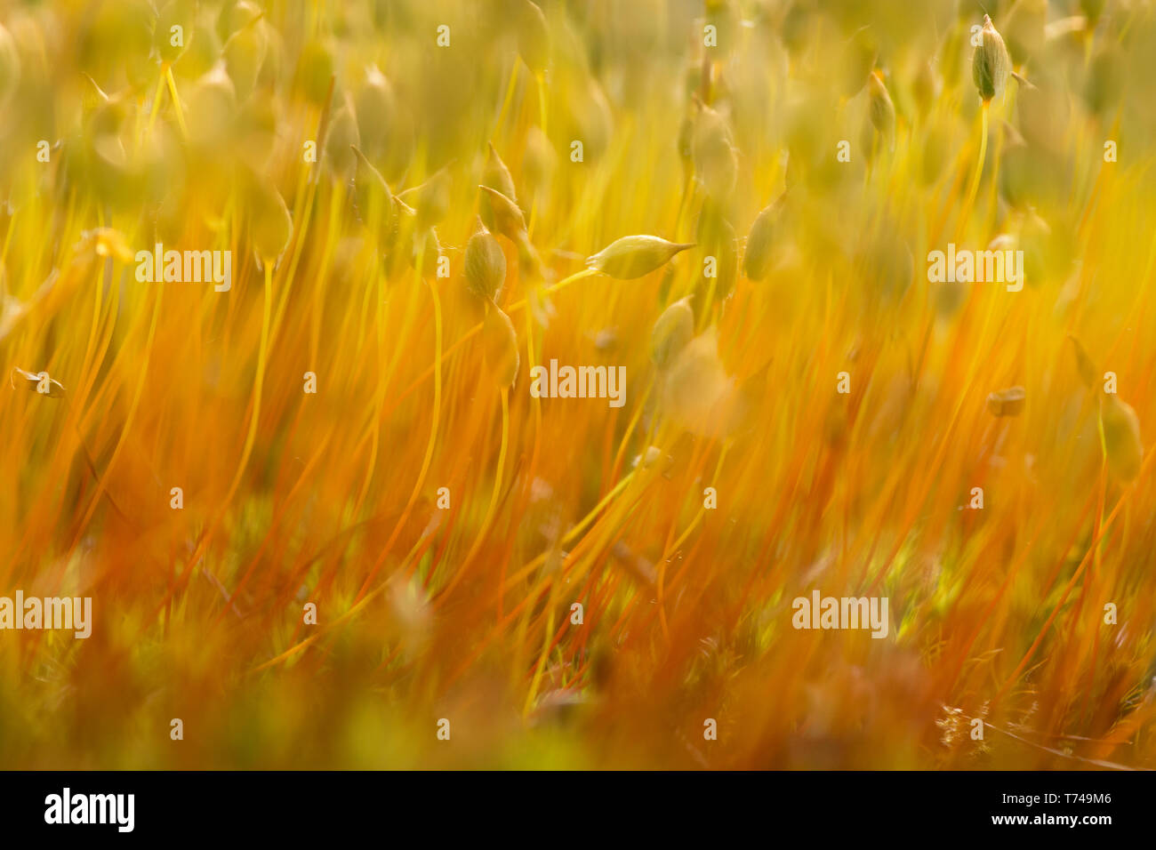 Golden Moss High Resolution Stock Photography and Images - Alamy