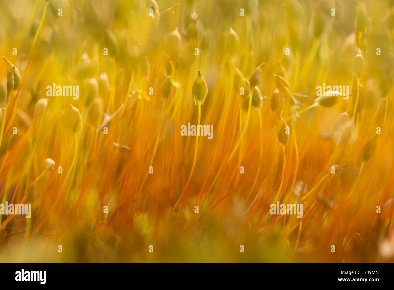 Seed heads on moss hi-res stock photography and images - Alamy