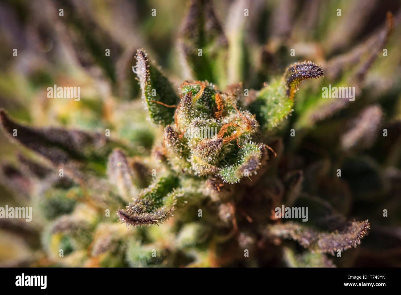 Trichomes marijuana hi-res stock photography and images - Alamy