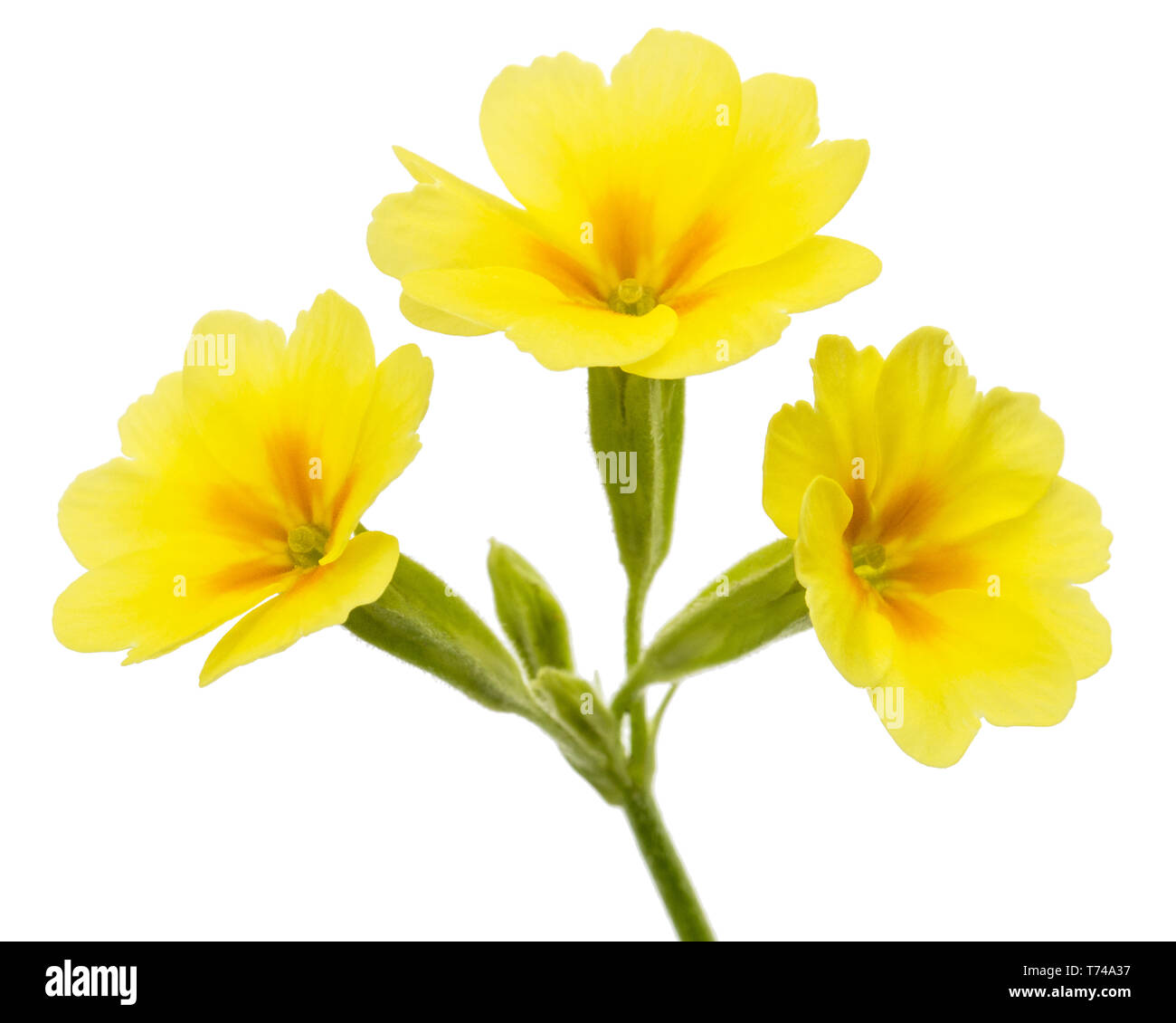 Yellow flower of primrose, isolated on white background Stock Photo - Alamy