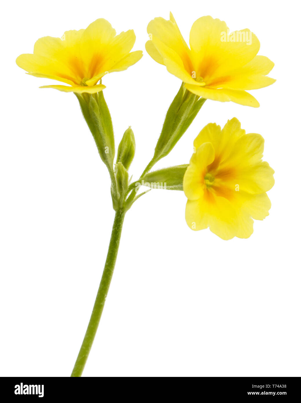 Yellow flower of primrose, isolated on white background Stock Photo - Alamy