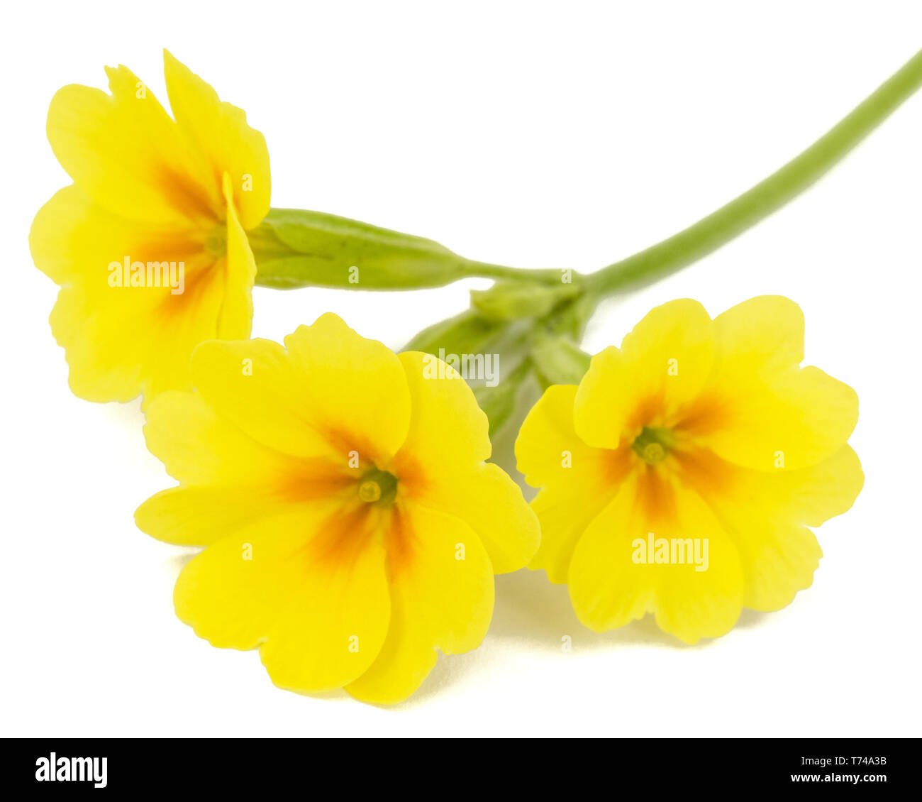 Yellow flower of primrose, isolated on white background Stock Photo - Alamy