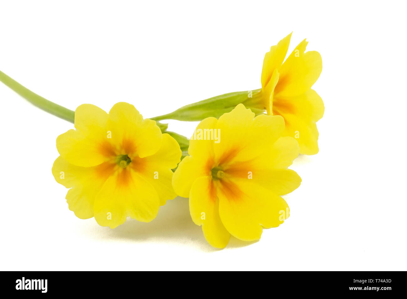 Yellow flower of primrose, isolated on white background Stock Photo - Alamy