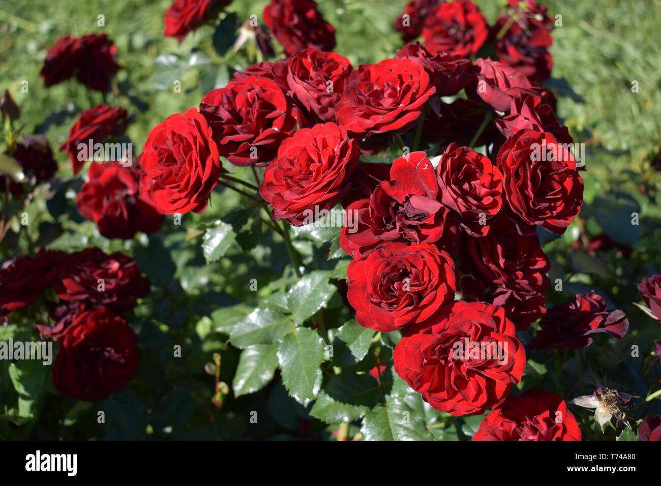 Inbreeding High Resolution Stock Photography and Images - Alamy