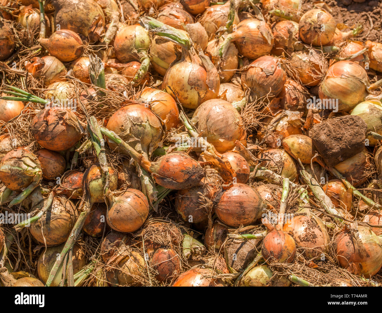 Farming nova scotia hi-res stock photography and images - Alamy