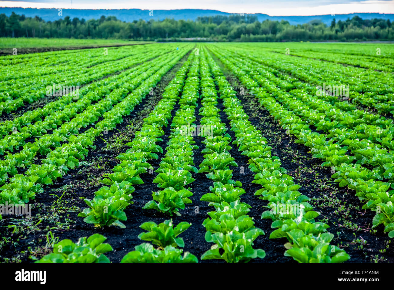 Lettuce growing in a field; Nova Scotia, Canada Stock Photo - Alamy