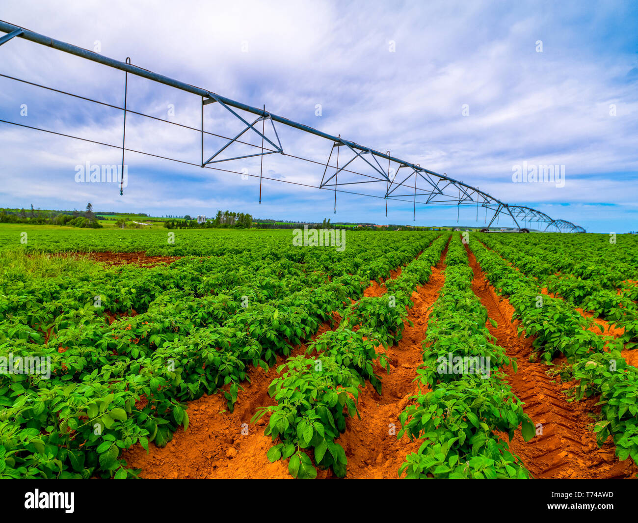 Potato field with irrigation; Prince Edward Island, Canada Stock Photo ...