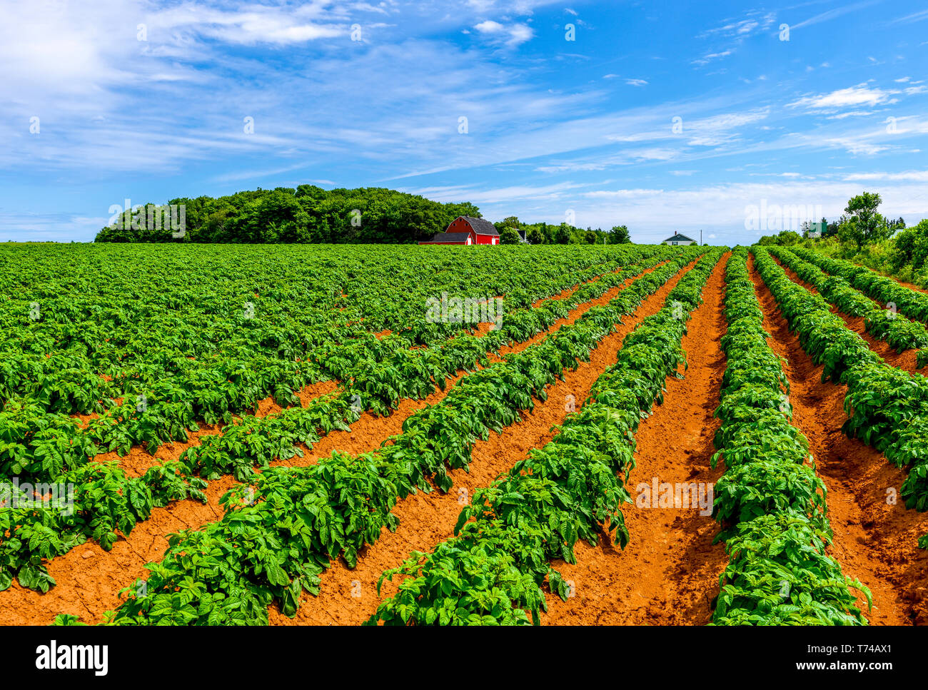 Potato field canada hi-res stock photography and images - Alamy